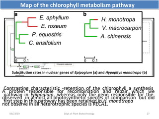 mixotrophs | PPT