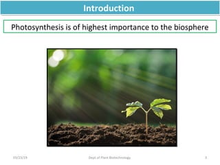 mixotrophs | PPT