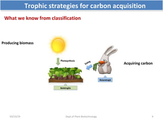 mixotrophs | PPT