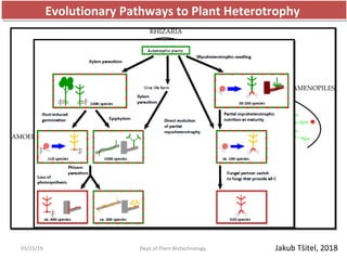 mixotrophs | PPT