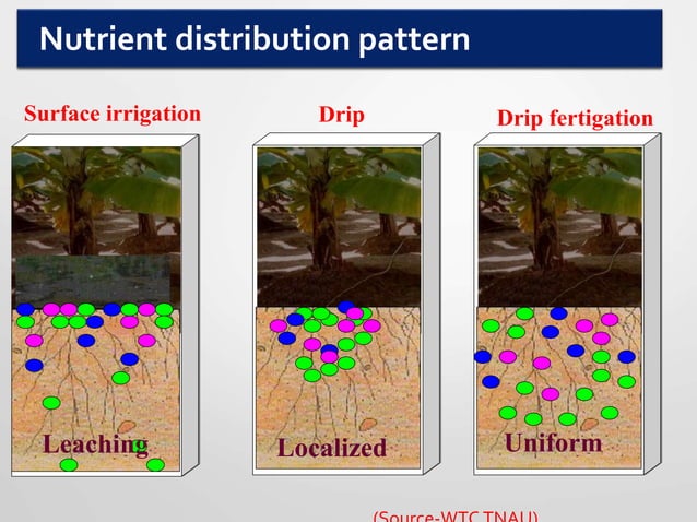 Effect Of Fertigation On Increasing The Crop Productivity And Nutrient Use Efficiency Ppt