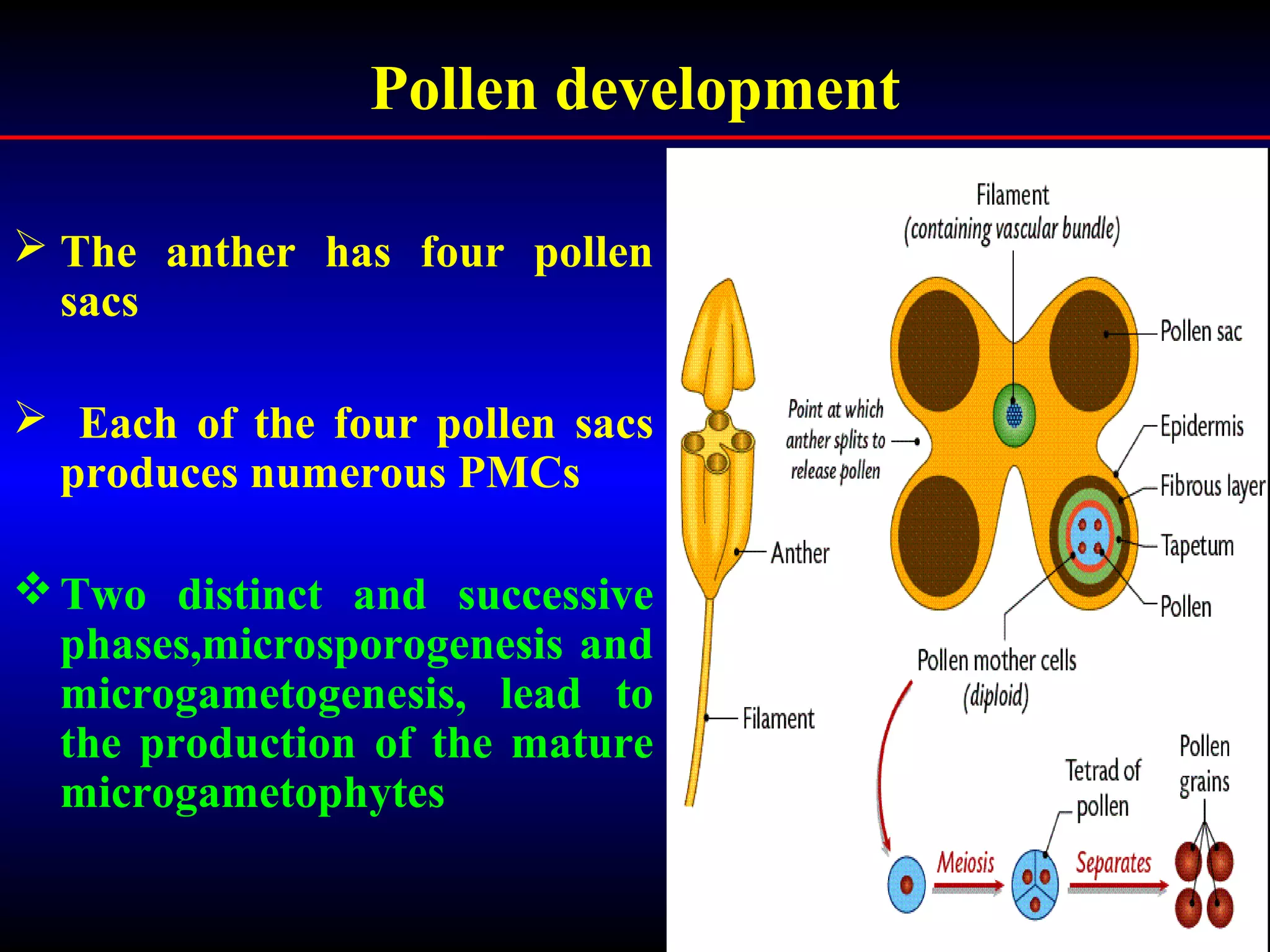 Pollen Biology | PPT