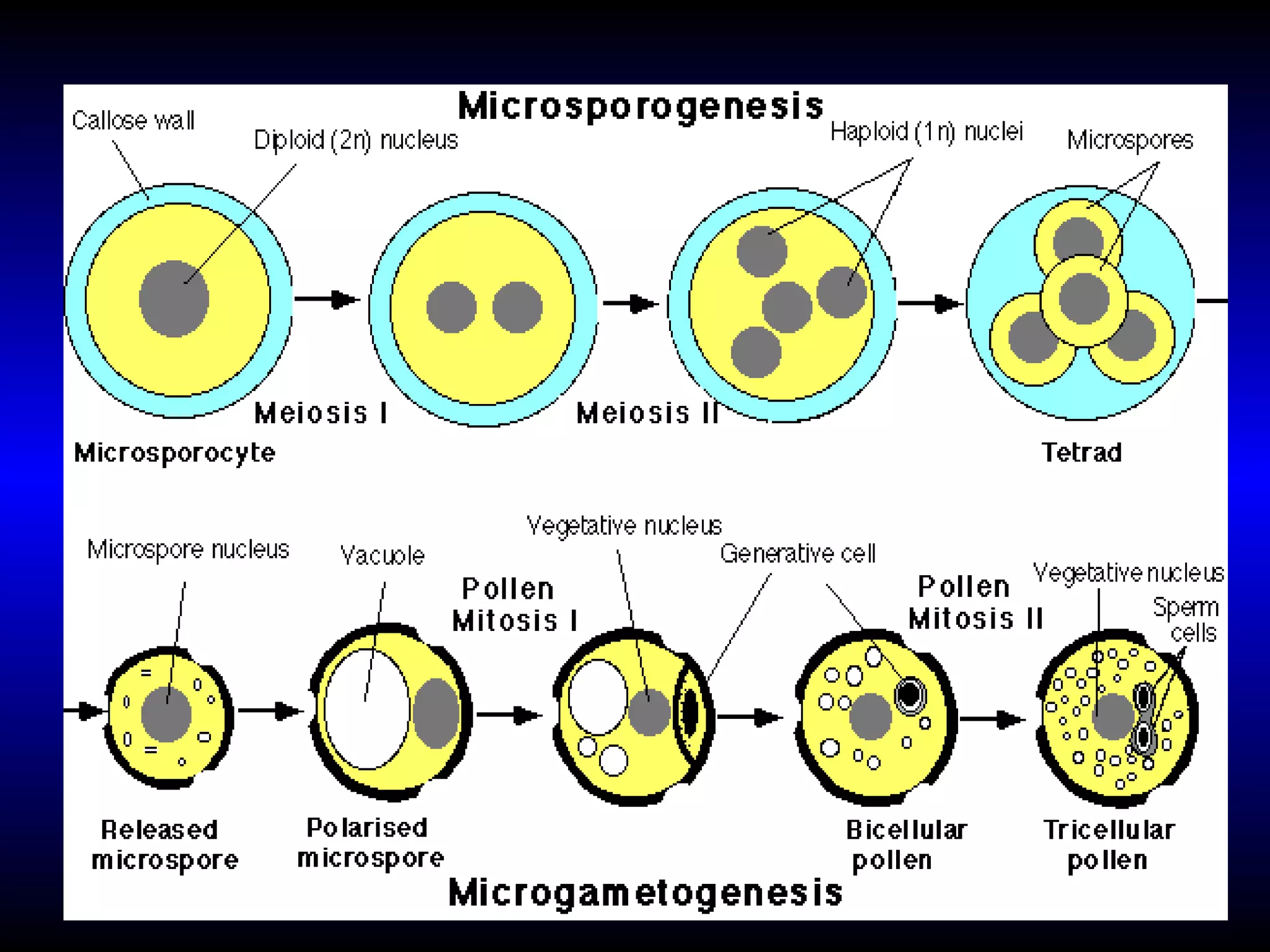 Pollen Biology | PPT