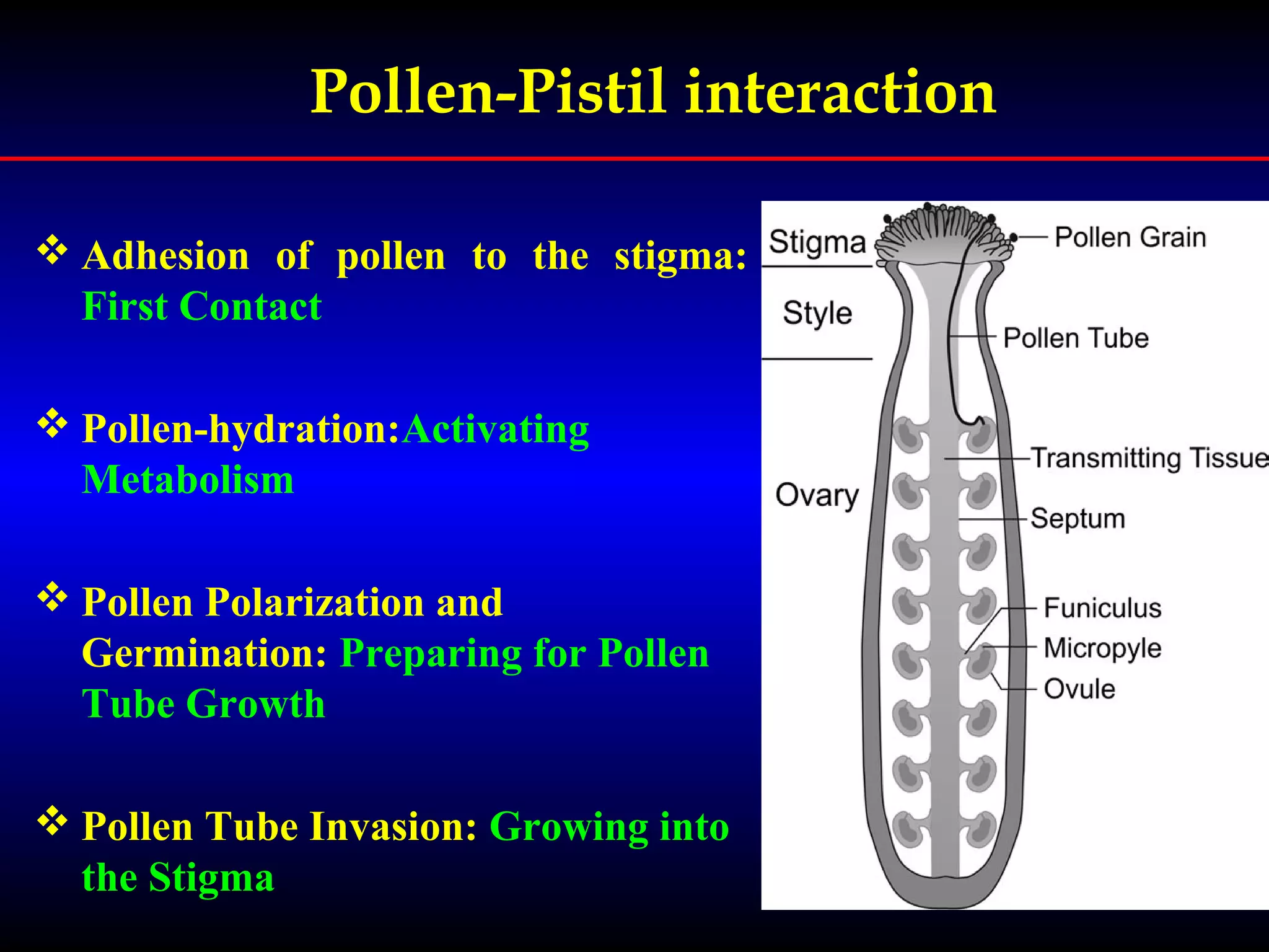 Pollen Biology | PPT