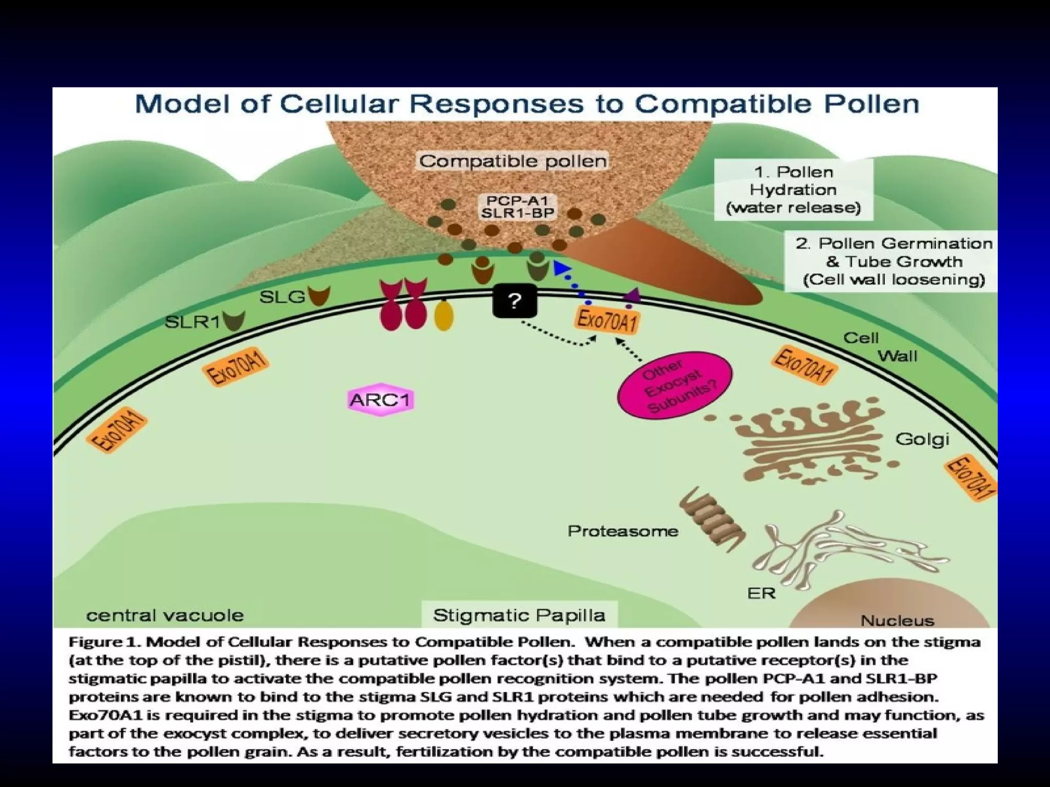 Pollen Biology | PPT | Biological Sciences | Science