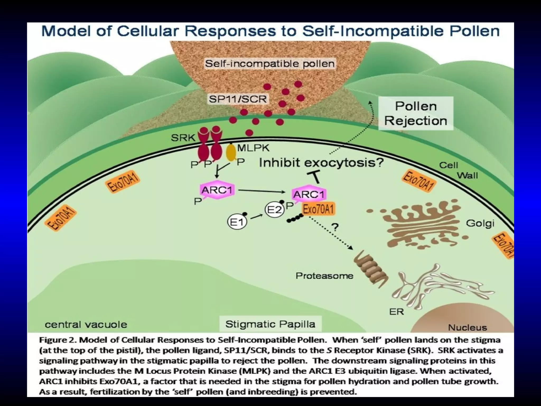 Pollen Biology | PPT | Biological Sciences | Science