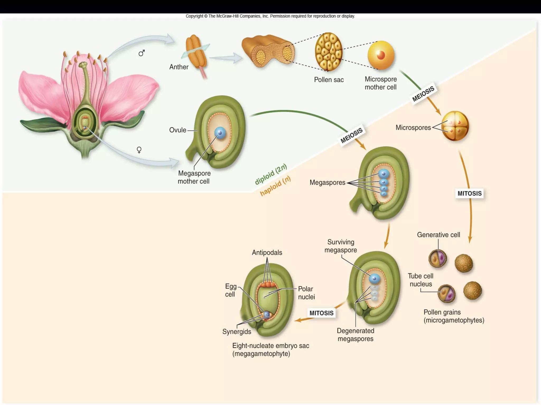 Pollen Biology | PPT