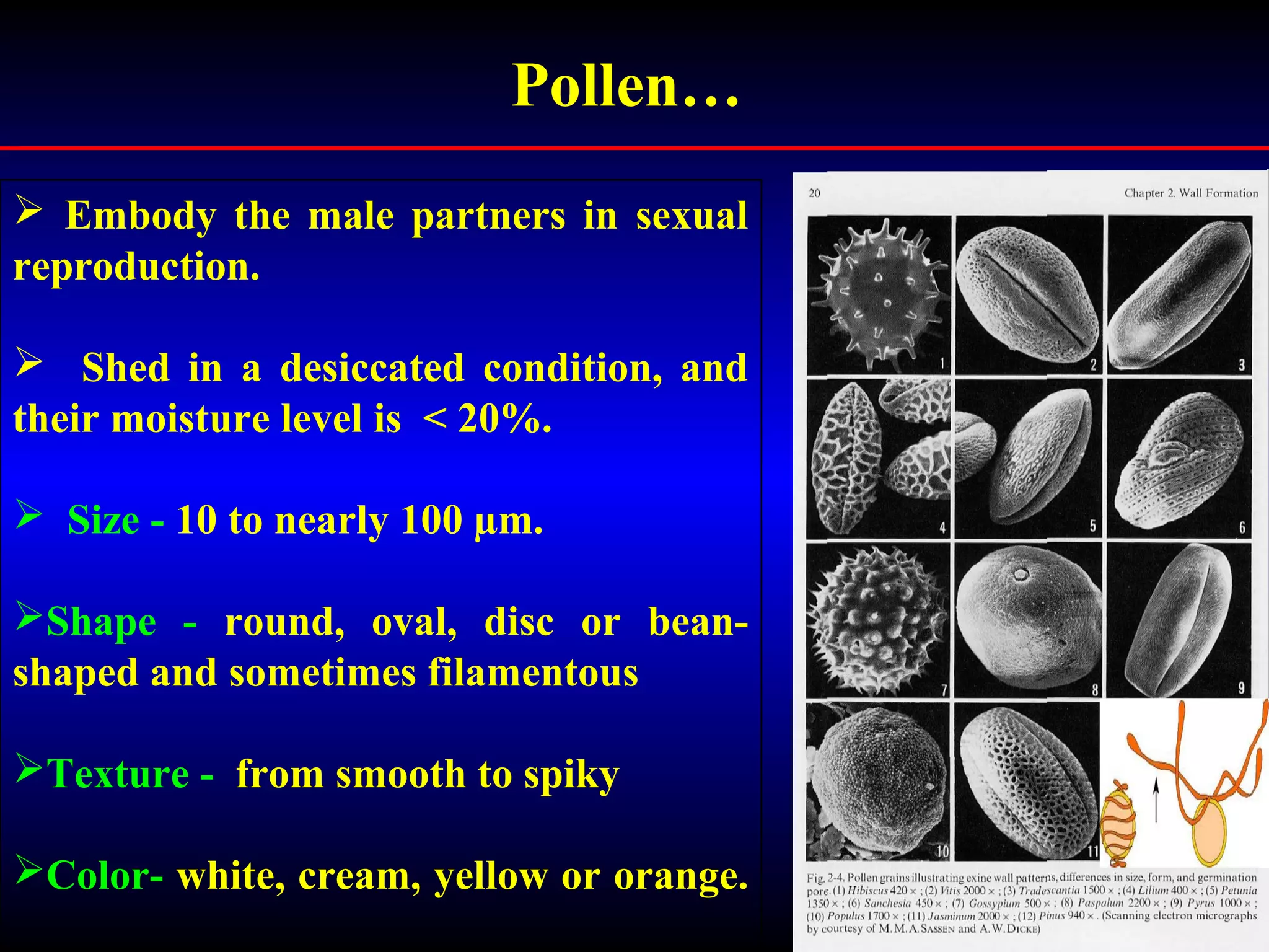 Pollen Biology | PPT