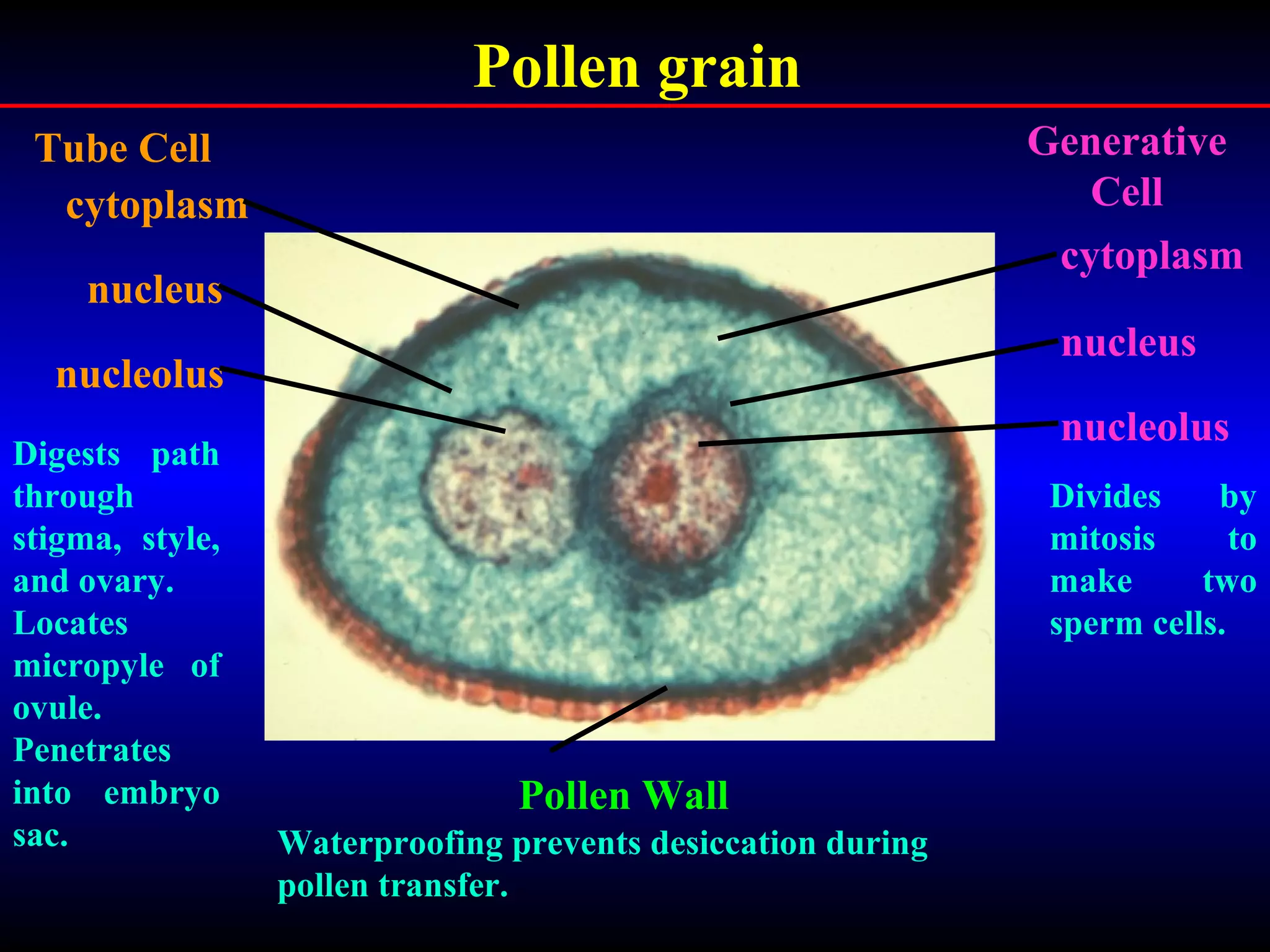 Pollen Biology | PPT