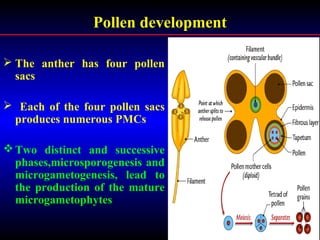 Pollen Biology | PPT