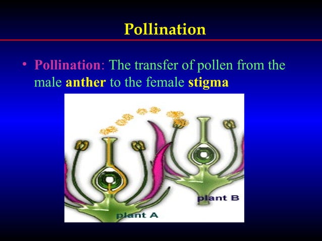 Pollen Biology | PPT | Biological Sciences | Science