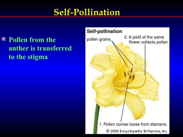 Pollen Biology | PPT | Biological Sciences | Science