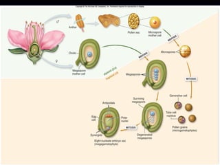 Pollen Biology | PPT