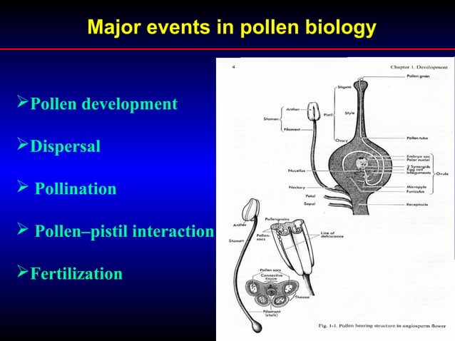 Pollen Biology | PPT | Biological Sciences | Science