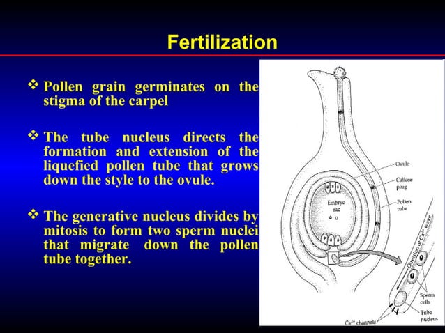Pollen Biology | PPT