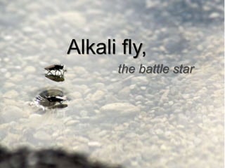 Ephydra fly and the saline monolake | PPTX