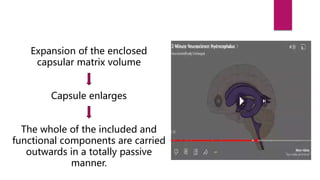Functional matrix theory- Revisited .pptx