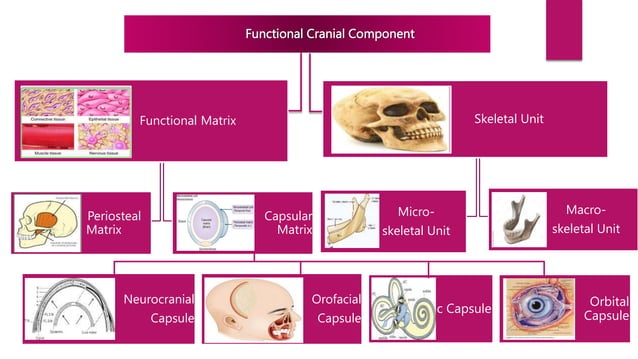 Functional matrix theory- Revisited .pptx