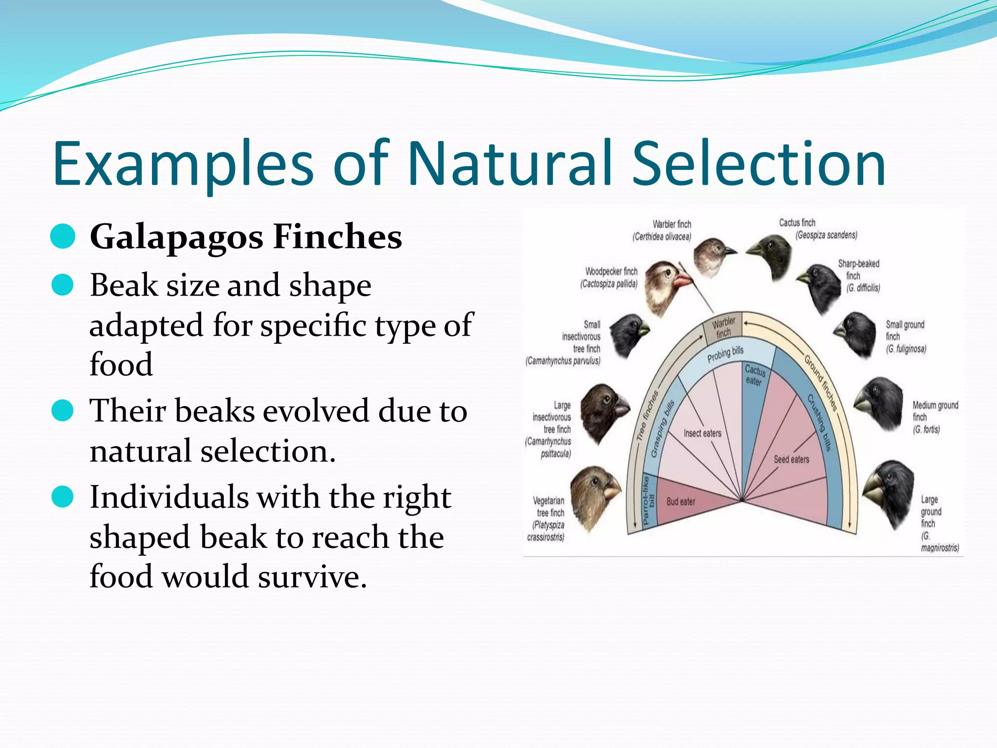 Natural Selection and its types | PDF