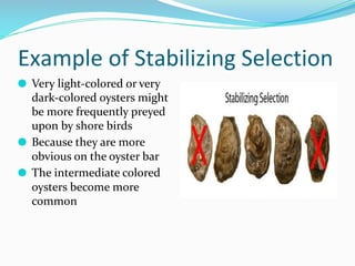Natural Selection and its types | PDF