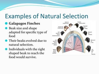 Natural Selection and its types | PDF