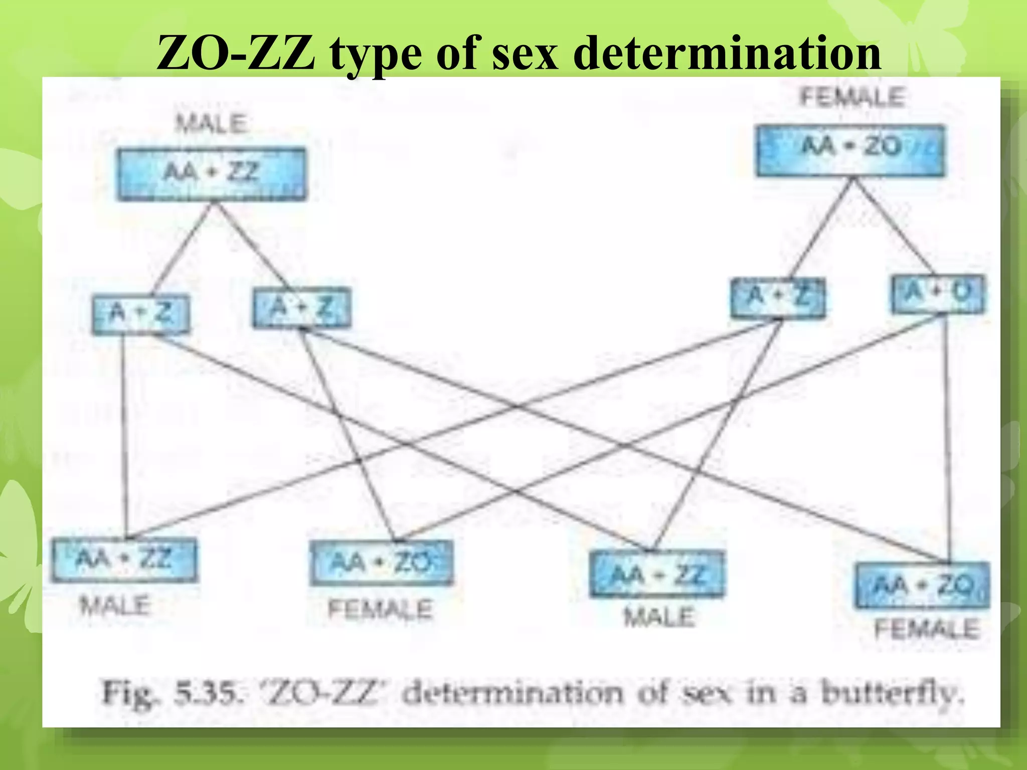 Sex Determination Chromosomal Theory Of Sex Determination Pptx 9736