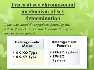 Sex determination - chromosomal theory of sex determination. | PPTX