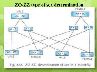 Sex determination - chromosomal theory of sex determination. | PPTX
