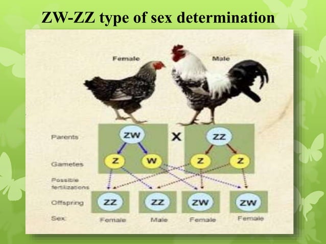 Sex Determination Chromosomal Theory Of Sex Determination Ppt