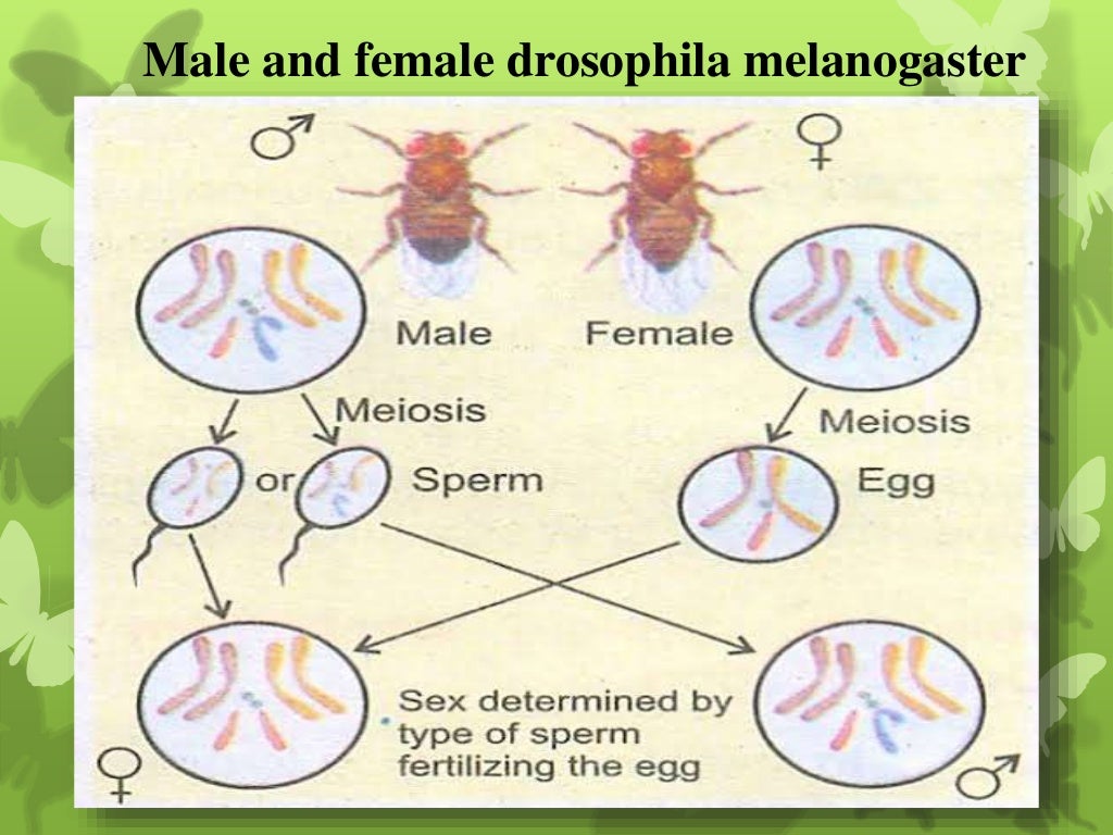 Sex Determination Chromosomal Theory Of Sex Determination