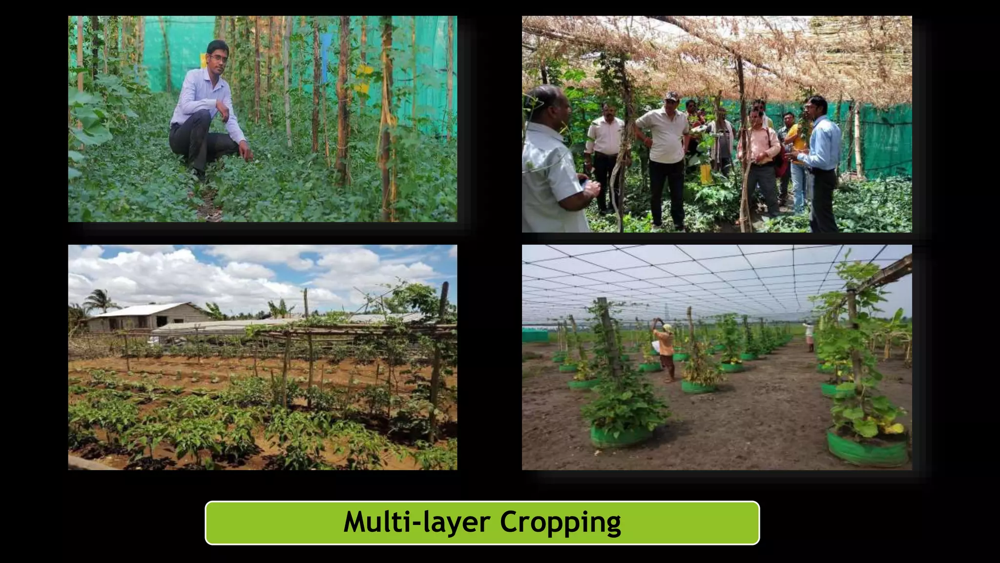 Multilayer Cropping : Ideal approach for better yield and increasing ...