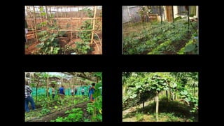 Multilayer Cropping : Ideal approach for better yield and increasing ...