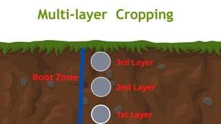 Multilayer Cropping : Ideal approach for better yield and increasing ...