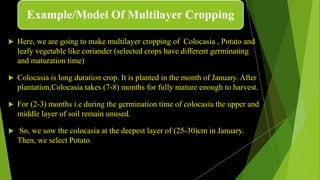 Multilayer Cropping : Ideal approach for better yield and increasing ...