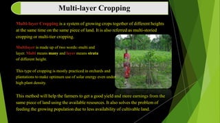 Multilayer Cropping : Ideal approach for better yield and increasing ...