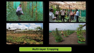 Multilayer Cropping : Ideal approach for better yield and increasing ...
