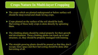 Multilayer Cropping : Ideal approach for better yield and increasing ...