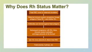 maternal antibodies and coombs test | PPT