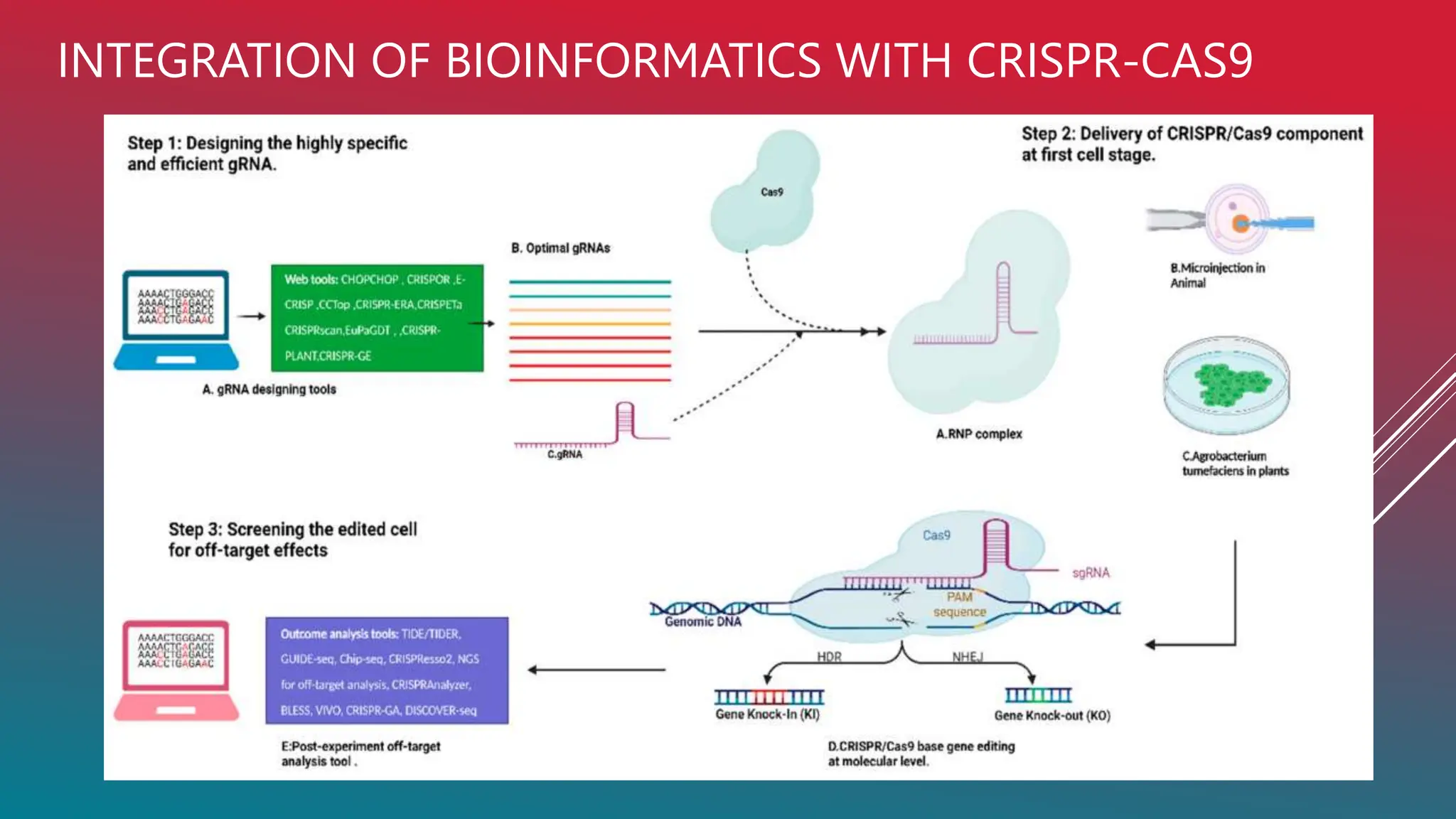 Role of Bioinformatics assisted CRISPR-Cas9 curing Sickle Cell Disease | PPT