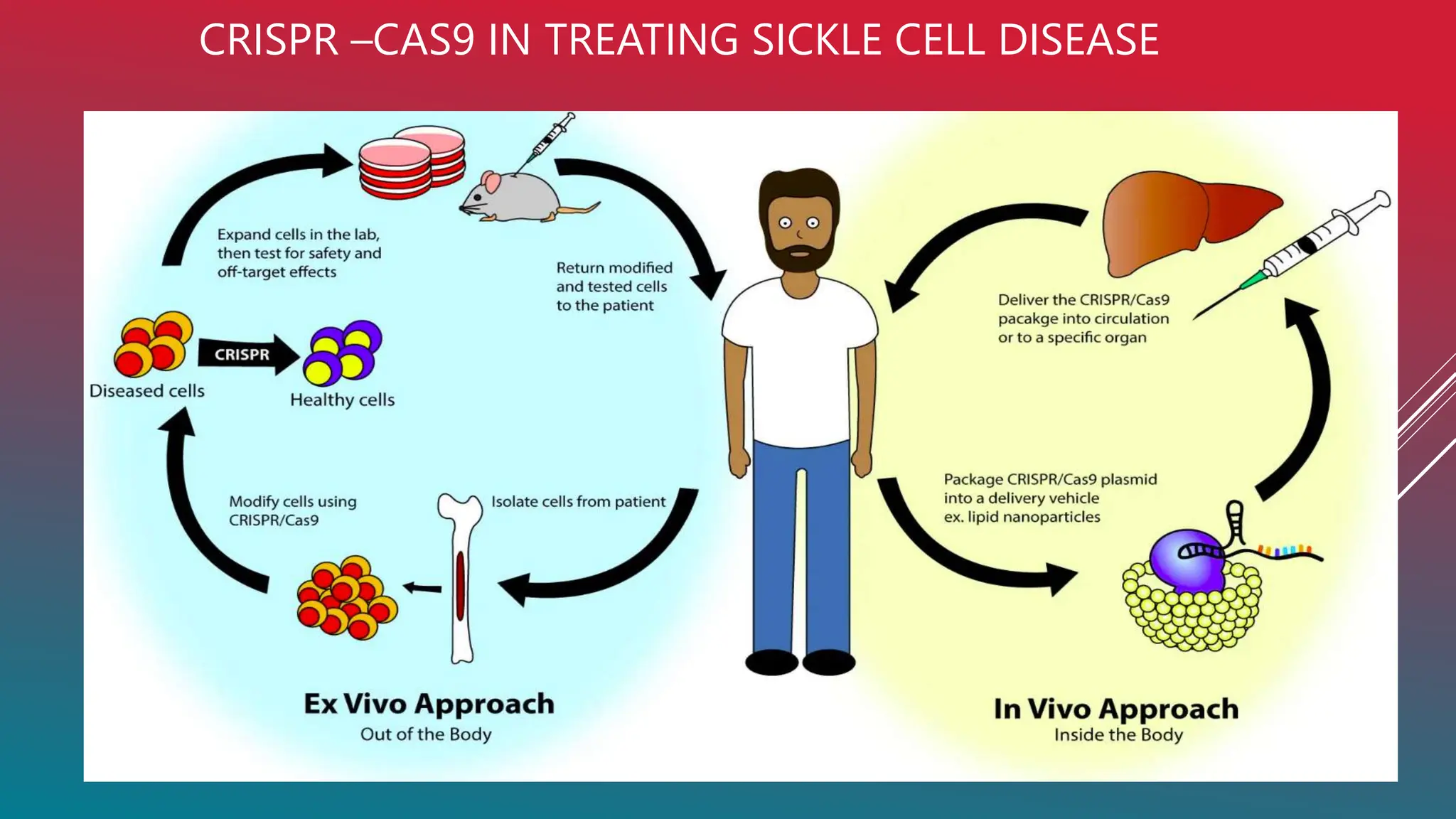 Role of Bioinformatics assisted CRISPR-Cas9 curing Sickle Cell Disease ...