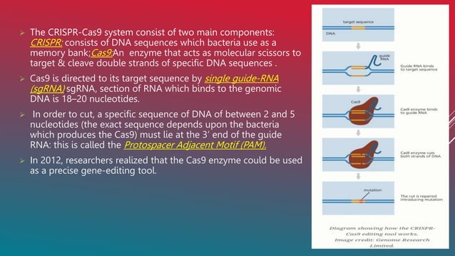 Role of Bioinformatics assisted CRISPR-Cas9 curing Sickle Cell Disease ...