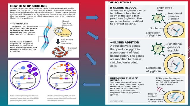 Role of Bioinformatics assisted CRISPR-Cas9 curing Sickle Cell Disease ...