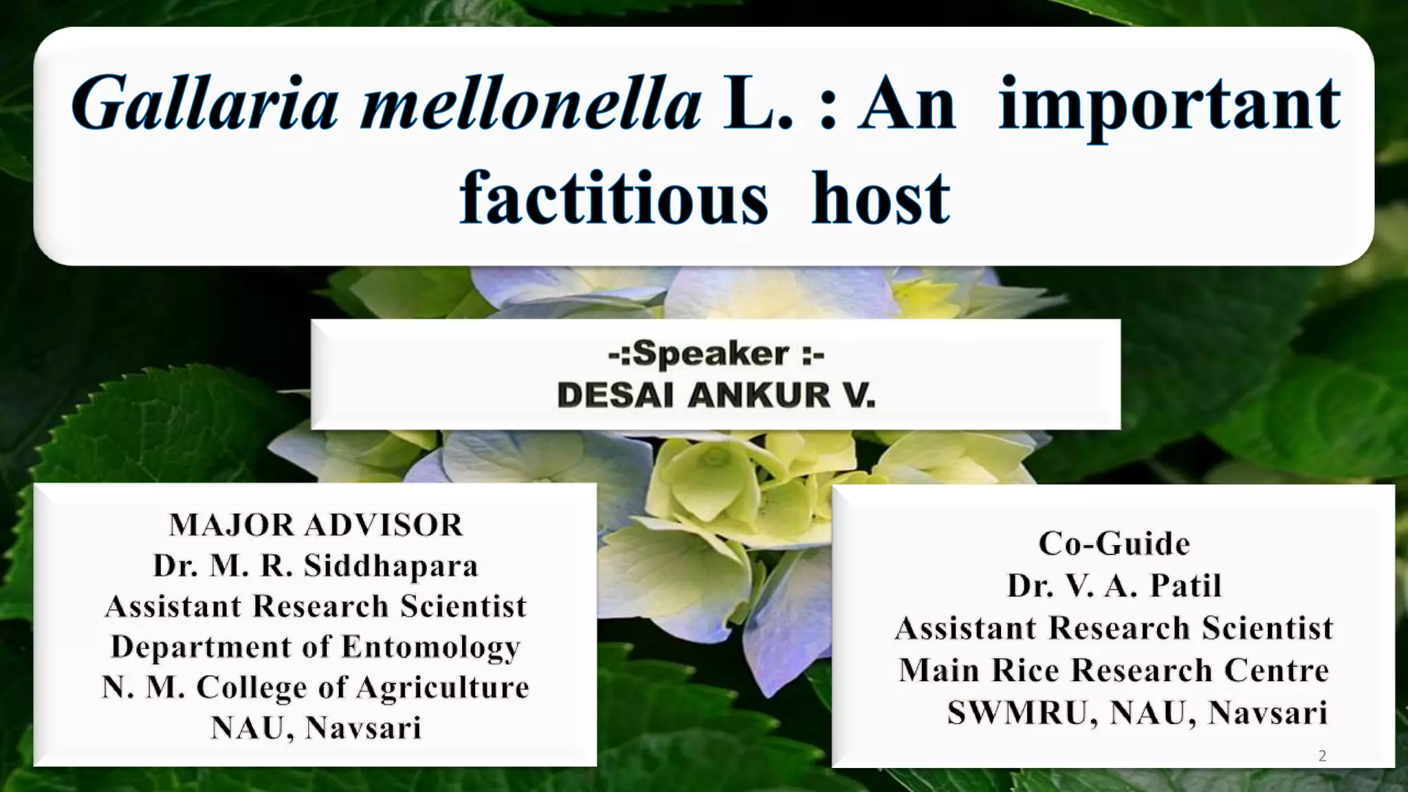 Gallaria mellonella is important laboratry host | PPTX