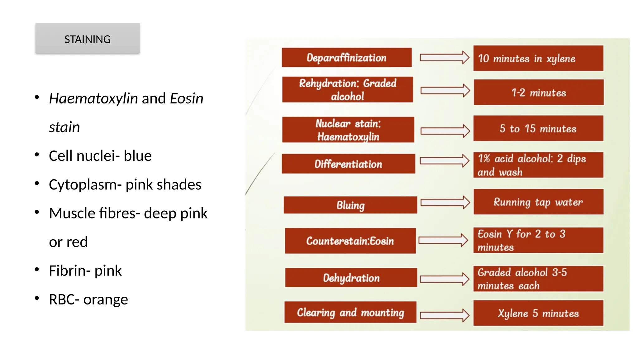 PROCESSING OF ENDOSCOPIC BIOPSIES AND THEIR INTERPRETATION, WITH ...