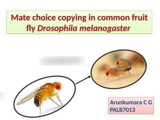 Mate choice copying in common fruit fly Drosophila melanogaster | PPTX