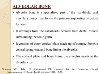 alveolar bone | PPTX