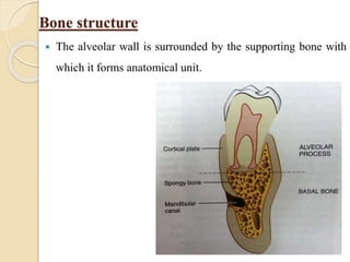 alveolar bone | PPTX