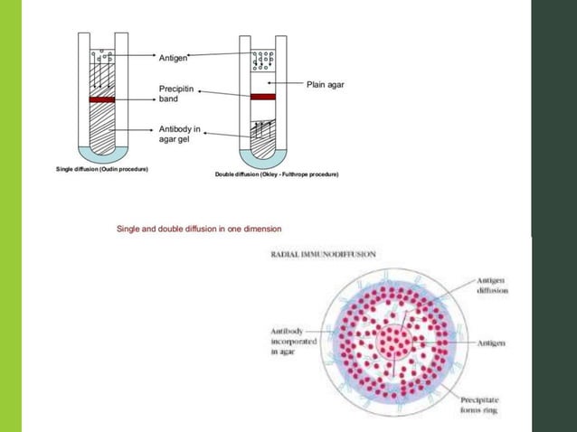 Antigen antibody systems | PPTX