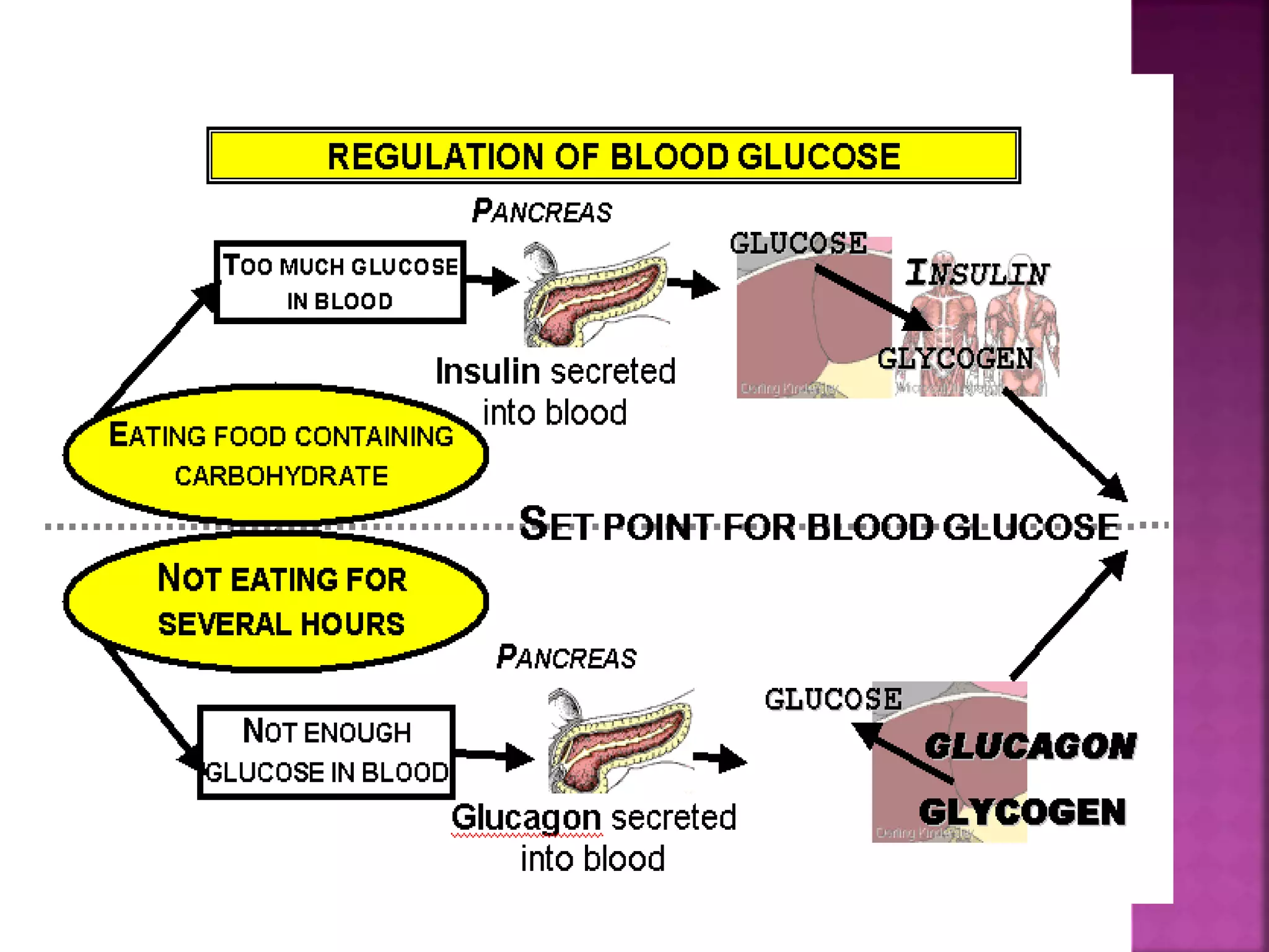 regulation of blood sugar | PPTX