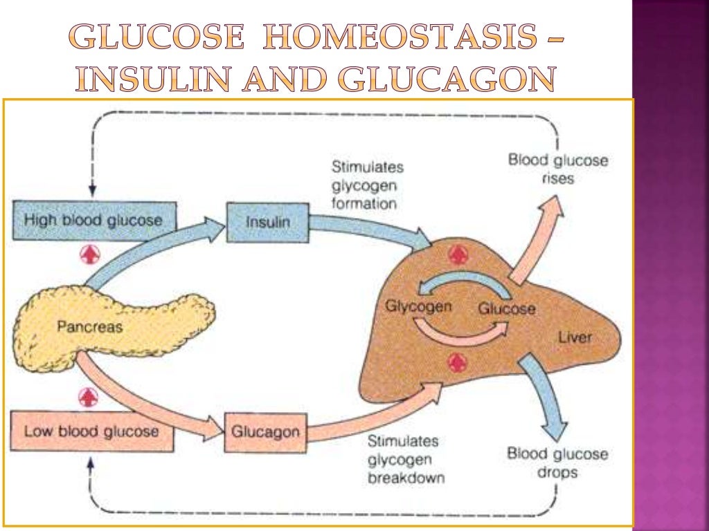 regulation of blood sugar